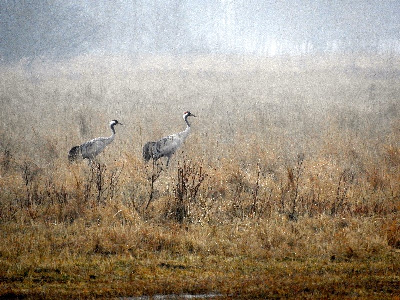 Le saviez-vous ? Les oiseaux sont des dinosaures - Le saviez-vous