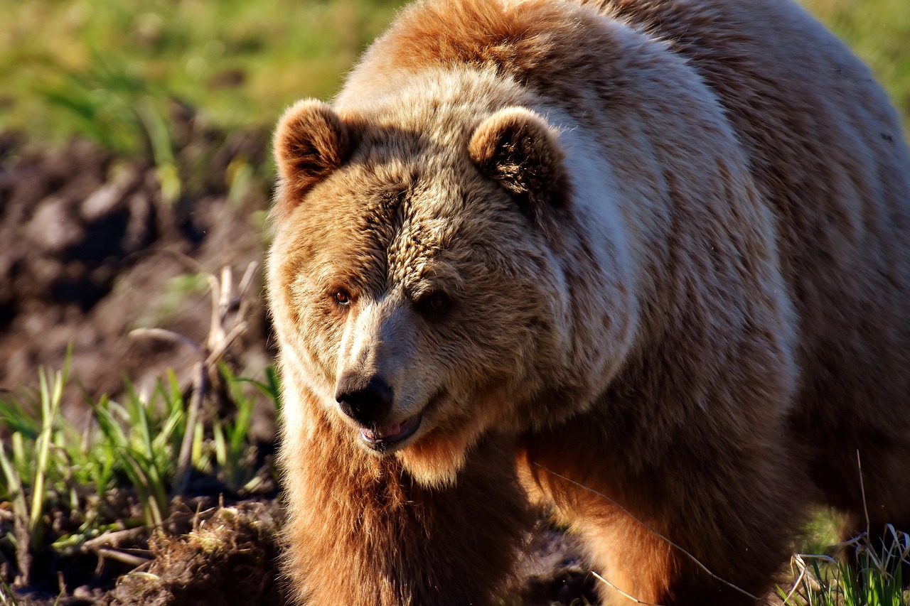 Le saviez-vous ? Il y a seulement huit espèces d'ours - Le saviez-vous